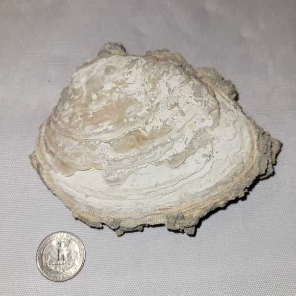 Rocks | Accents | Rare Raw Calcified Calcite Clam Fossil With Uv ...